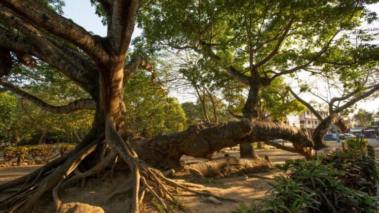 Ceiba: el árbol sagrado maya que representa la unión del cielo, tierra ...