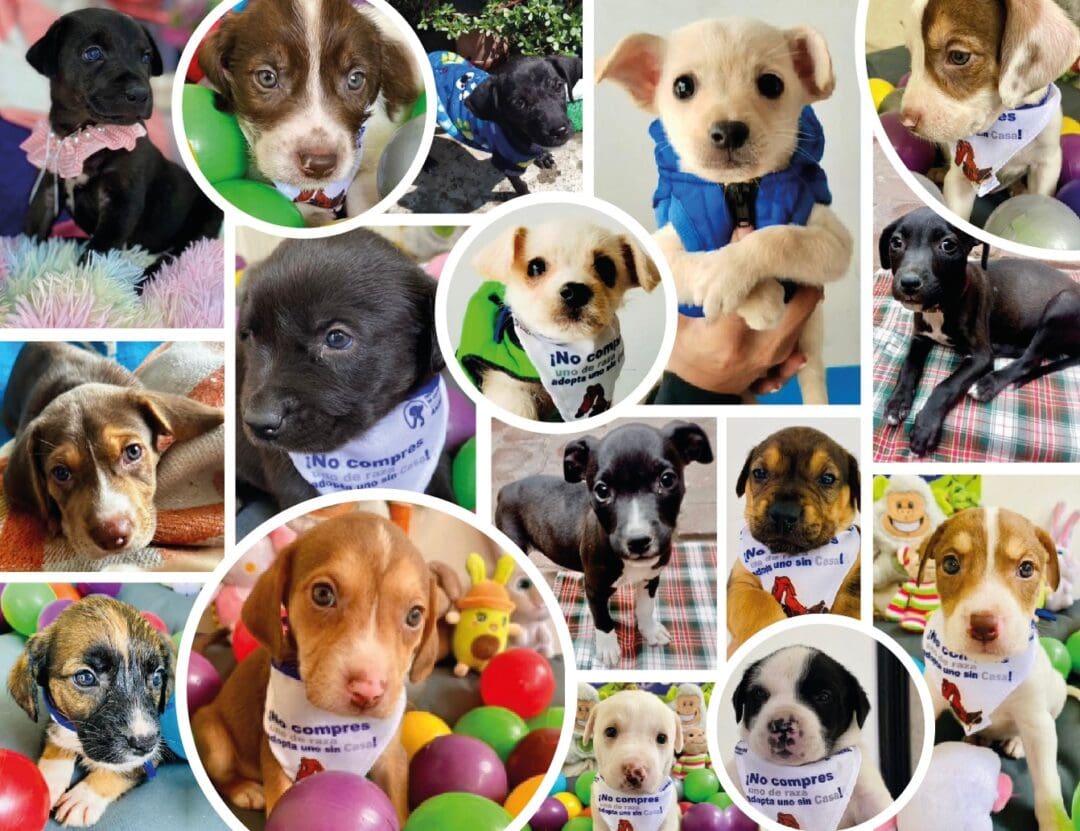 Perritos buscan hogar en el Parque Naucalli - Impressiones mx
